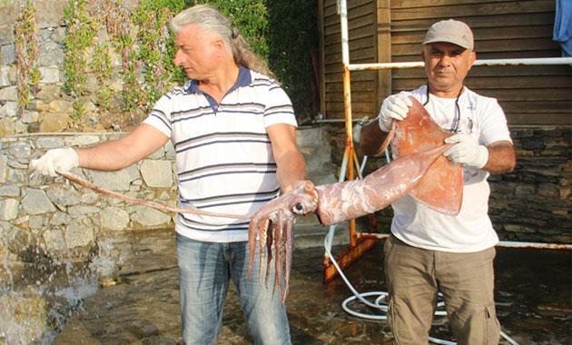 Kuşadası sahilinde dev kalamar - Güncel Gündem Haberleri