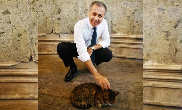 Vali Yerlikaya'dan kedi 'Gli' paylaşımı - Gündem Haberleri