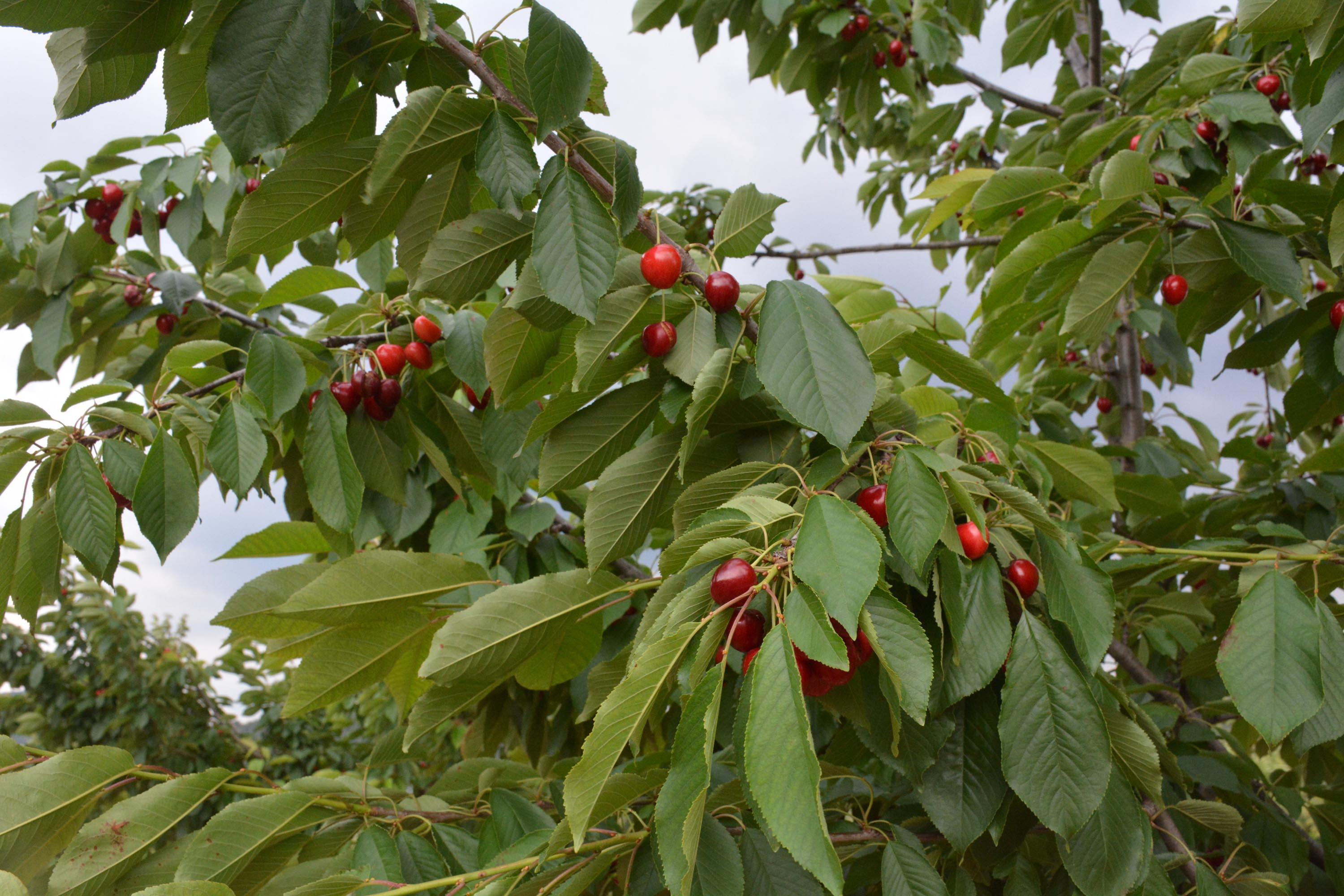 Started to cut down cherry trees to protest the middleman - English News