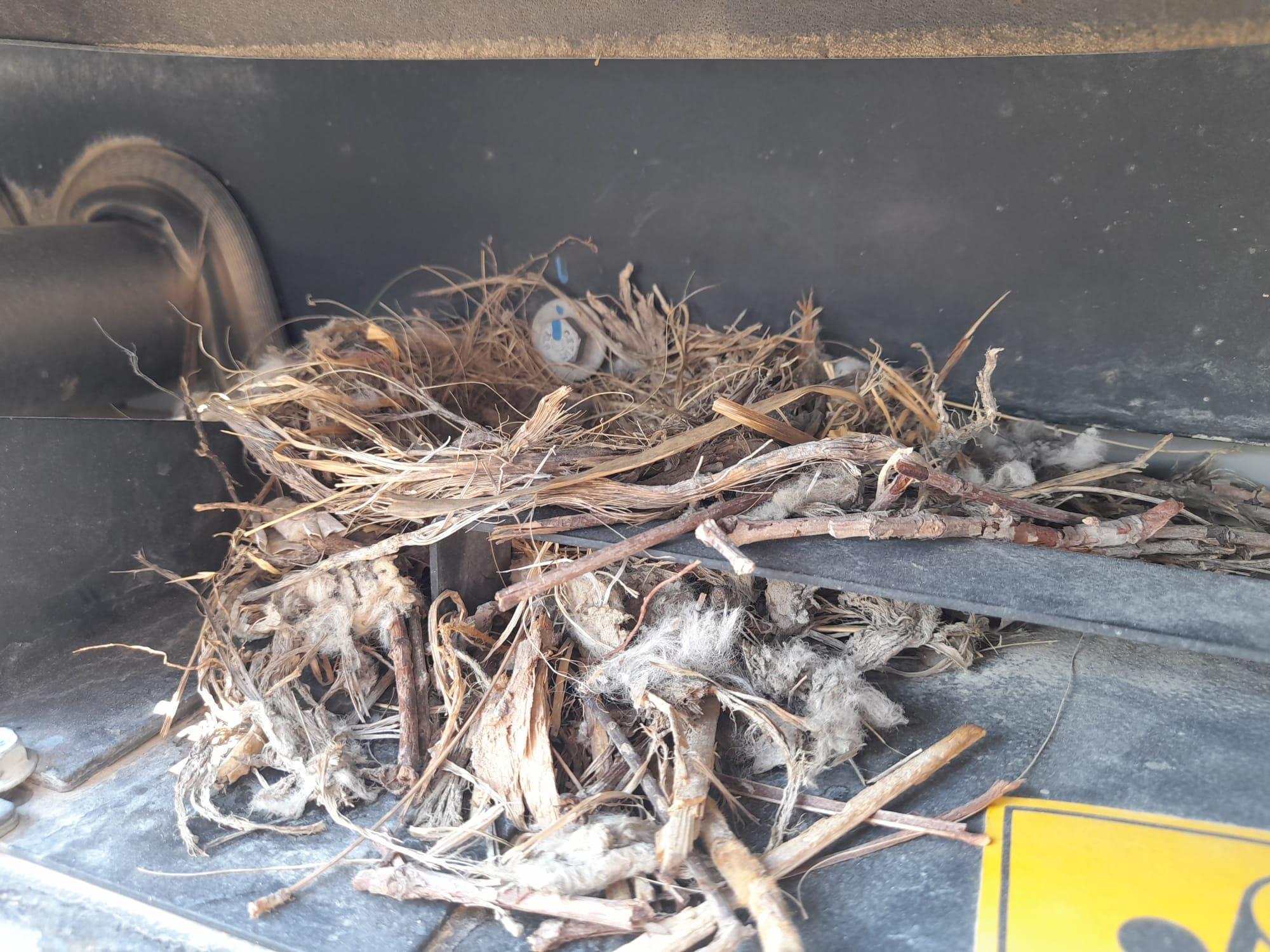 The digger that a bird nested in its engine, will not operate until the ...