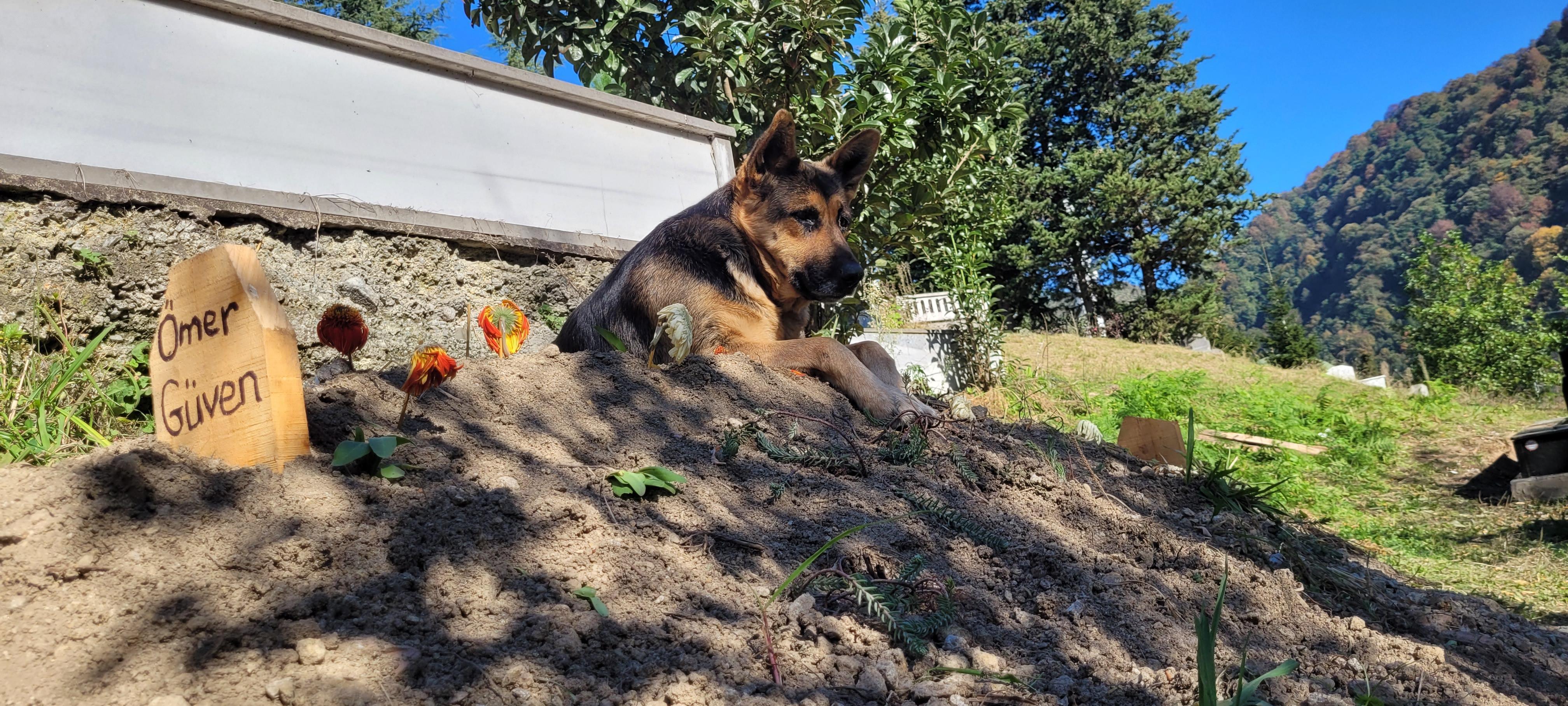 The dog ‘Fero’ does not leave from the grave of its owner - English News