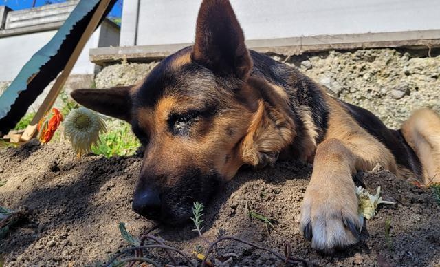The dog ‘Fero’ does not leave from the grave of its owner - English News