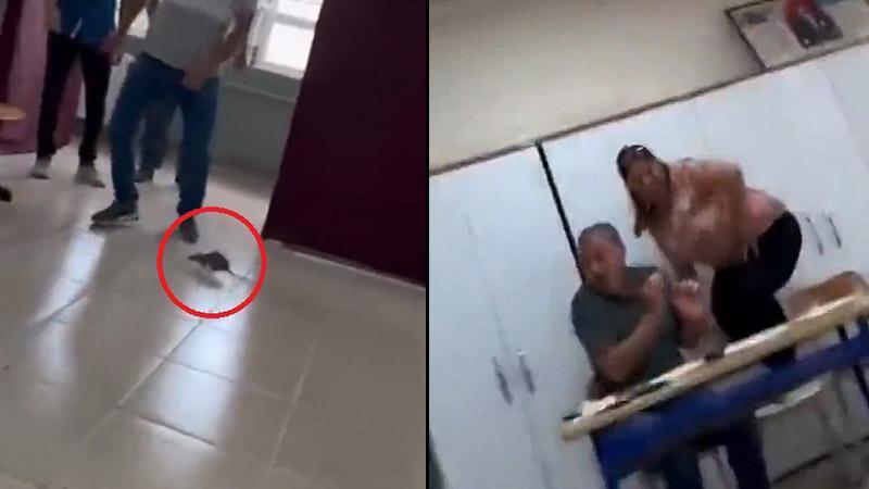 Oy kullanılan salonda fareyi görünce sıraların üzerine çıktılar ... Oy kullanılan salonda fareyi görünce sıraların üzerine çıktılar ...