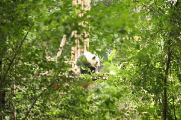 Pandaların hayata tutunduğu park - Dünya Haberleri