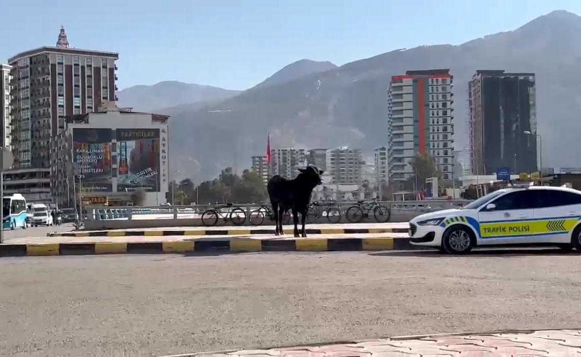 Limandan kaçan angus şehre indi; darbeleri ile 3 kişi yaralandı ...