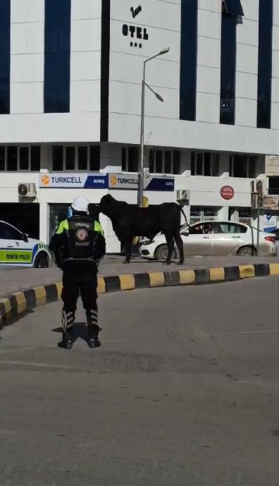 Limandan kaçan angus şehre indi; darbeleri ile 3 kişi yaralandı ...
