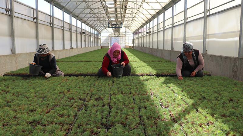 Kayseri'de yetiştirilen fidanlar, yanan orman alanlarını yeşertecek