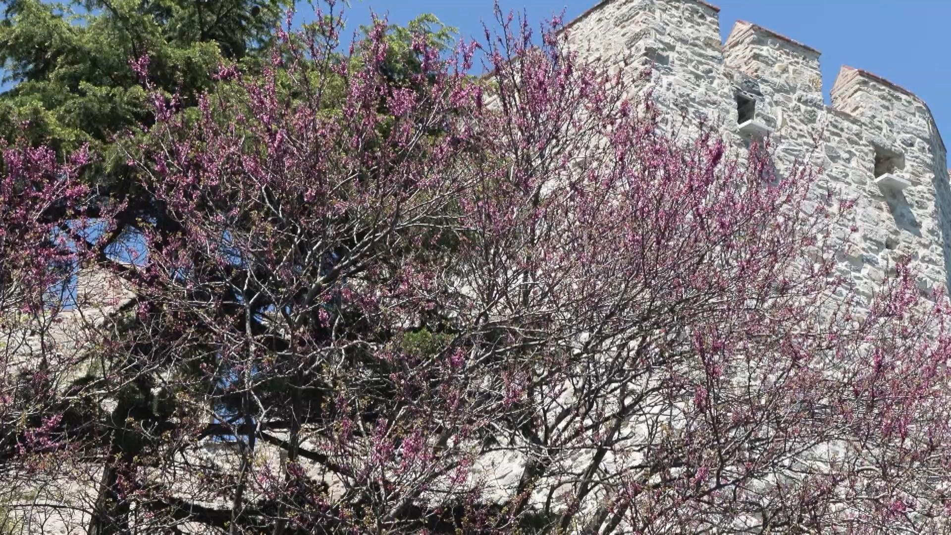 Baharın habercisi erguvanlar İstanbul'da görsel şölen oluşturdu ...