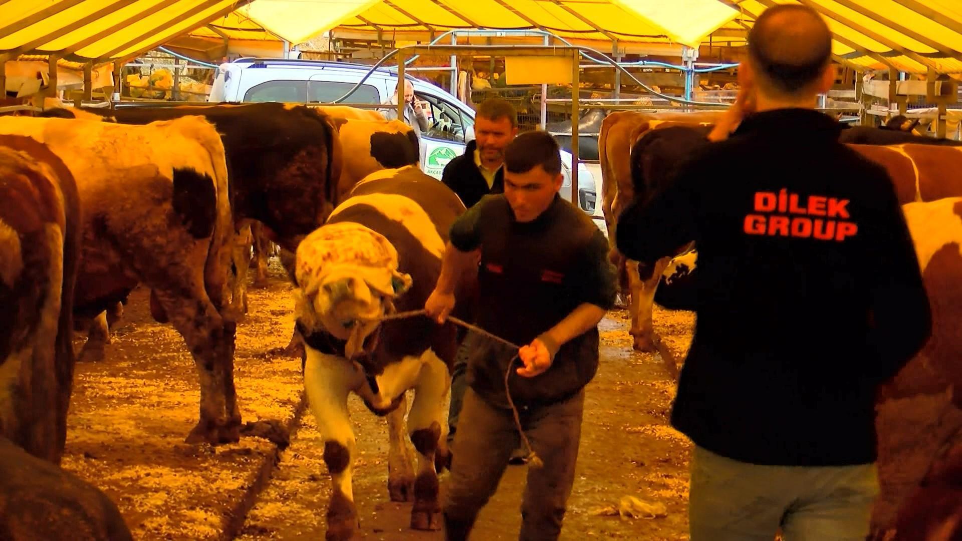 Kurban Bayramı'na 4 gün kala hayvan pazarlarında hareketlilik sürüyor ...