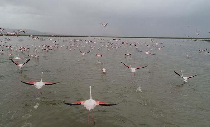 Kuş cenneti Akgöl Sazlığı'na flamingolar geldi - Güncel Gündem Haberleri