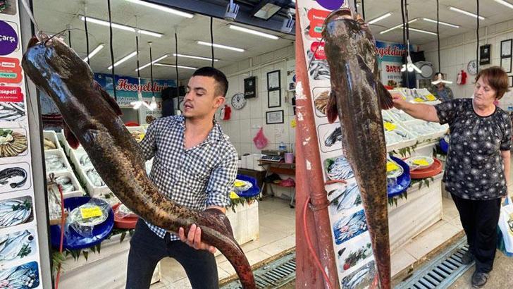 Barajda 1,5 metre boyunda 70 kilo ağırlığında yayın balığı yakaladı - Gündem Haberleri