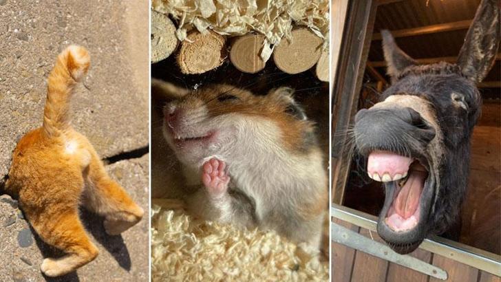 Komedi Evcil Hayvan Fotoğraf Ödülleri’nde kazanan halkın oylamasıyla ...