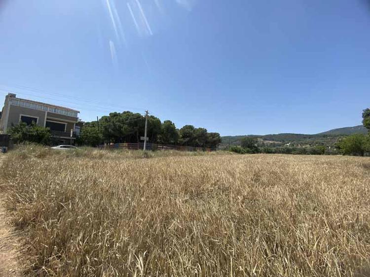 İzmir için 'botanik turizm rotası oluşturma' önerisi