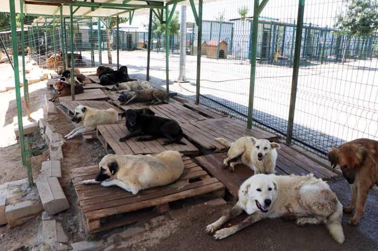 Aşırı sıcaklardan bunalan köpekler, barınaktaki banyo küvetlerinde serinliyor