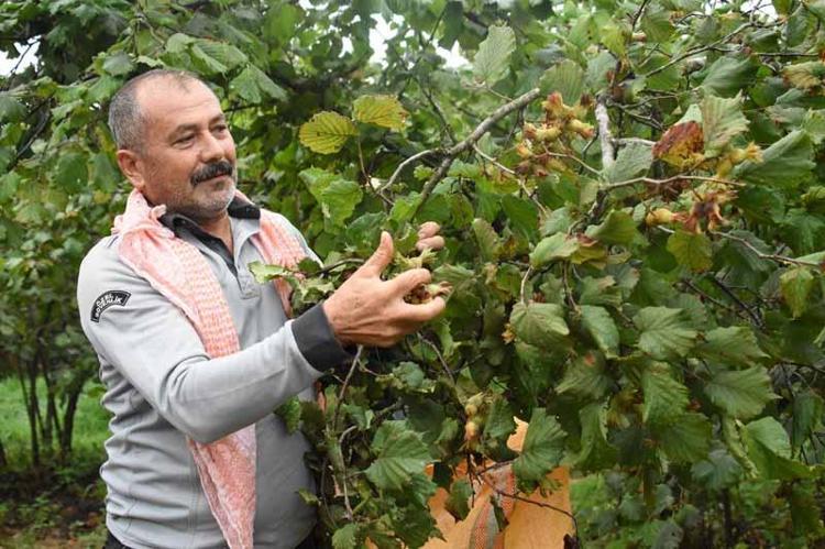 Karadeniz'de fındık hasadı başladı