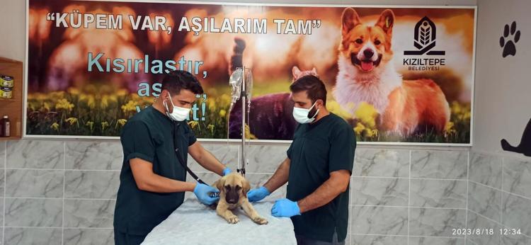 Yavru köpeği, demir çubukla başına defalarca vurarak öldürdü Yavru köpeği, demir çubukla başına defalarca vurarak öldürdü